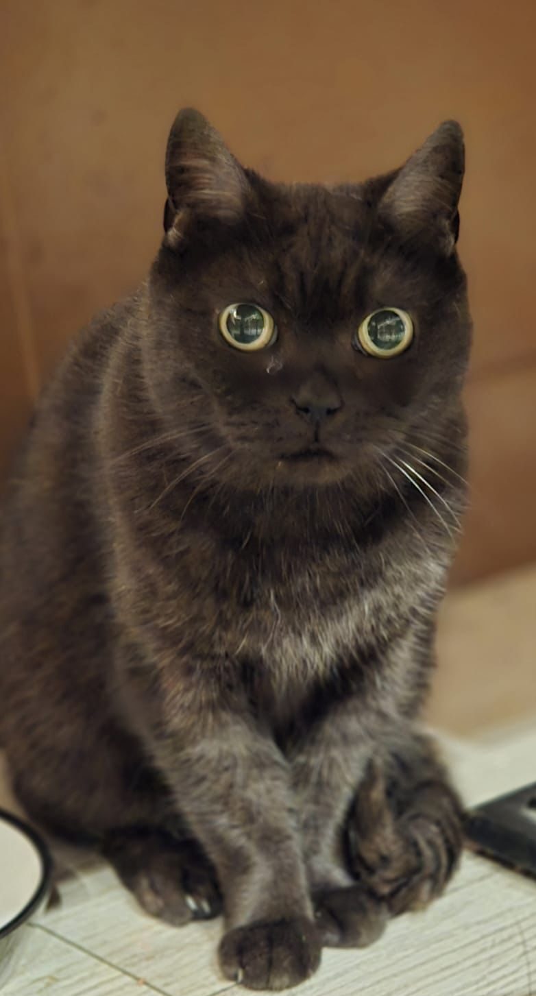 Onze katten - Kattencafé Katmosfeer